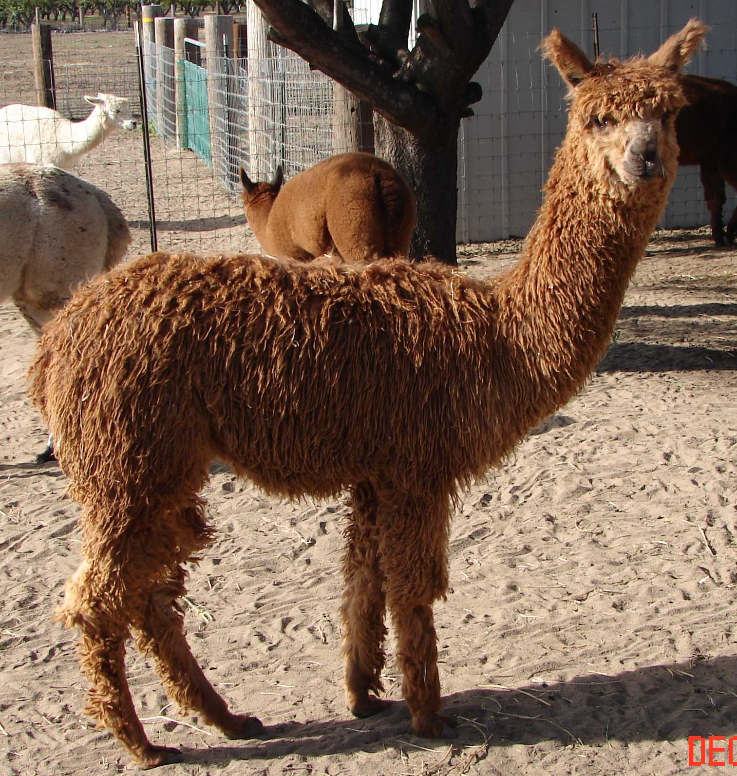 Suri Alpacas