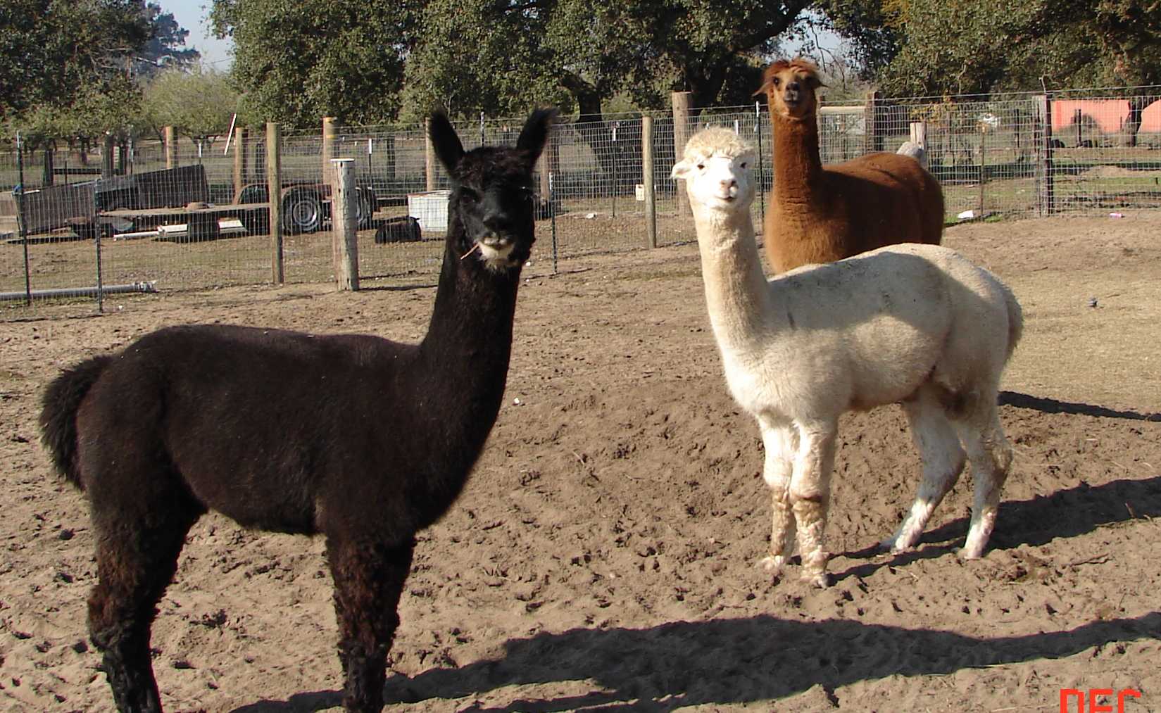 Our Alpacas
